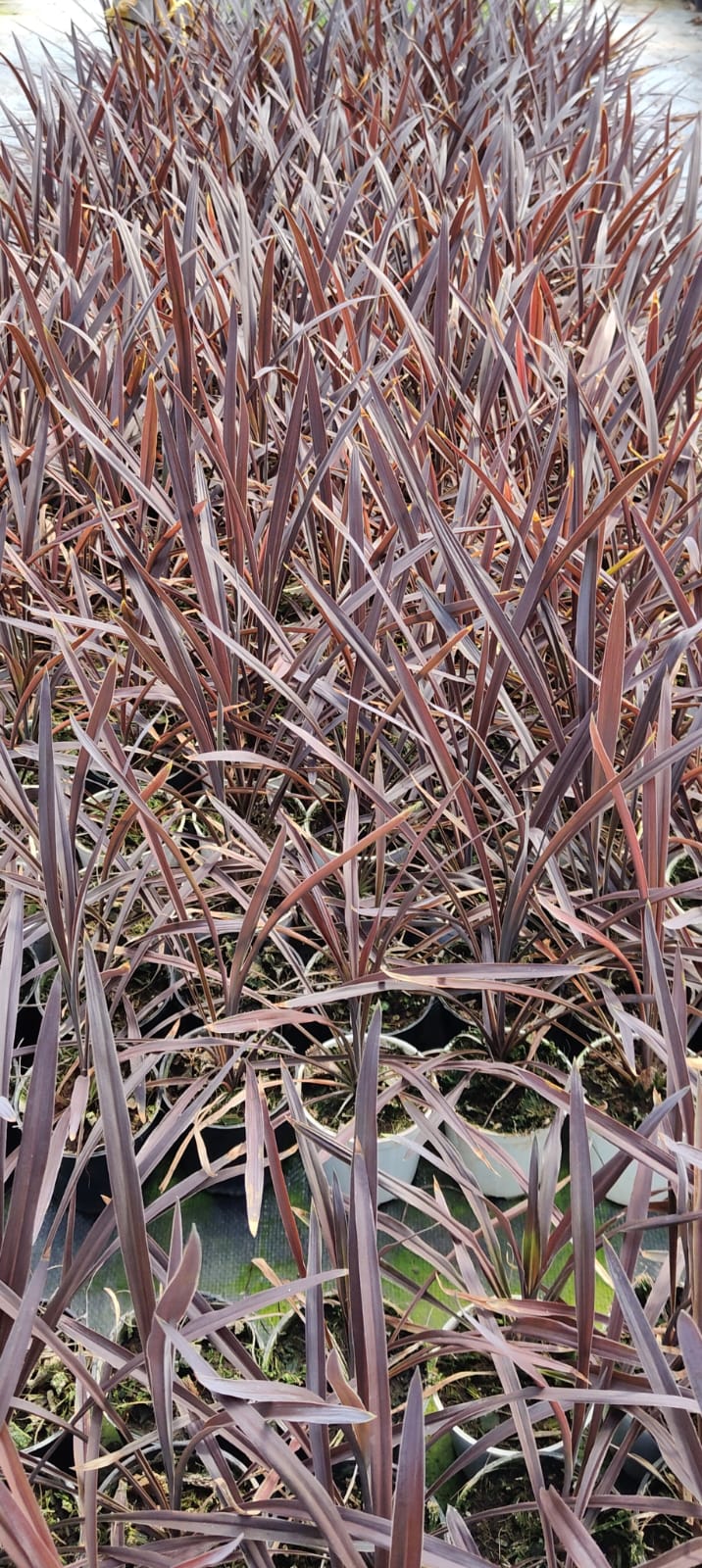 Cordyline Red Spike | Plantaura Green