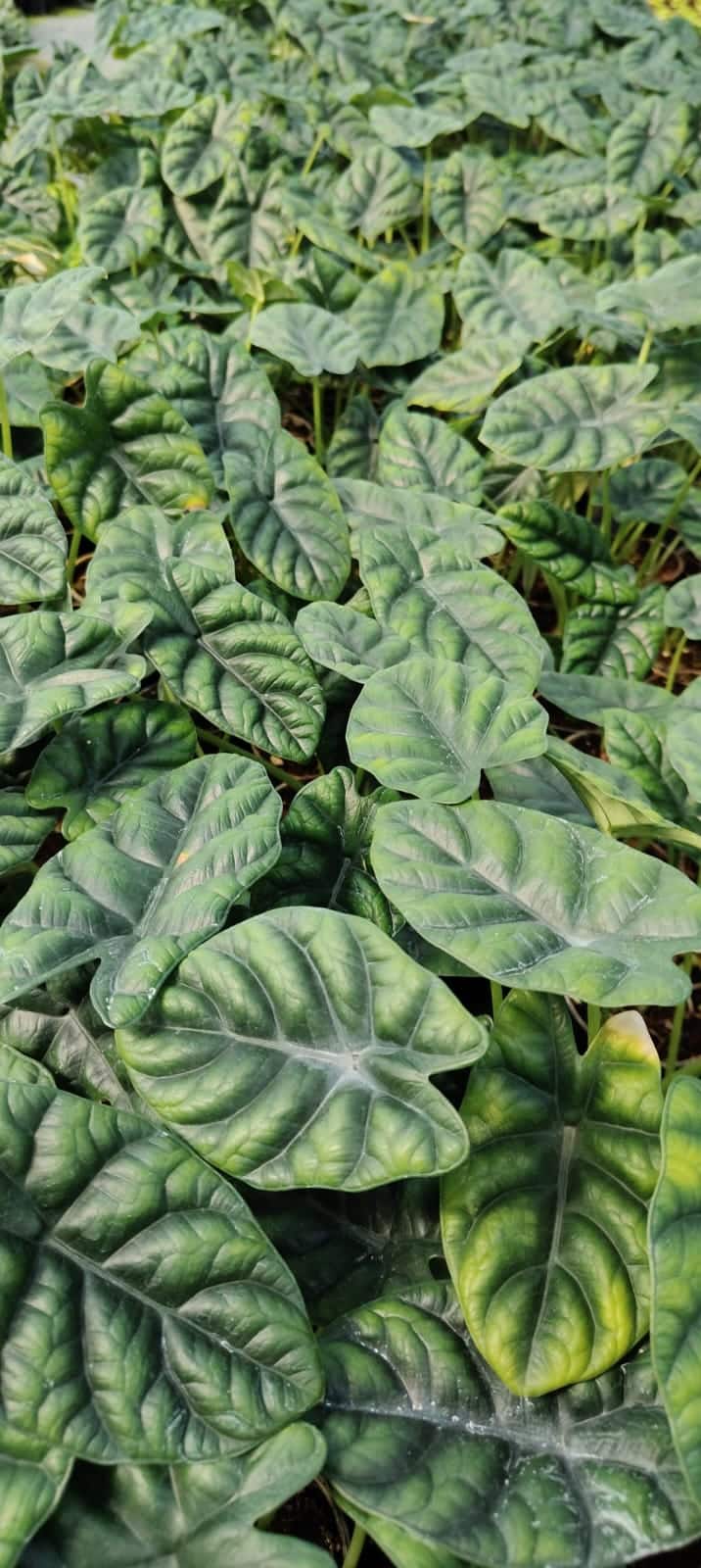 Alocasia Sinuate | Plantaura Green