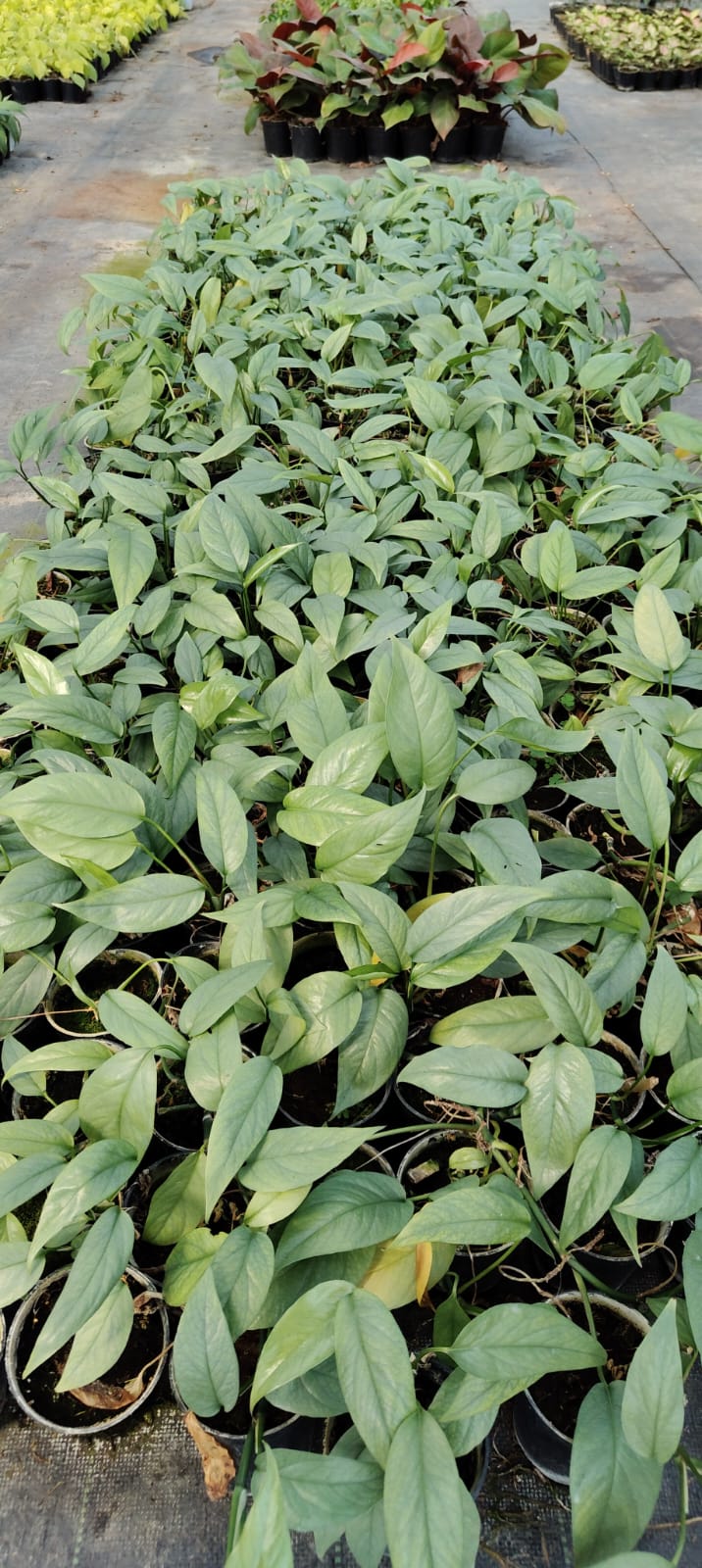 Monstera Cebu Blue | Plantaura Green