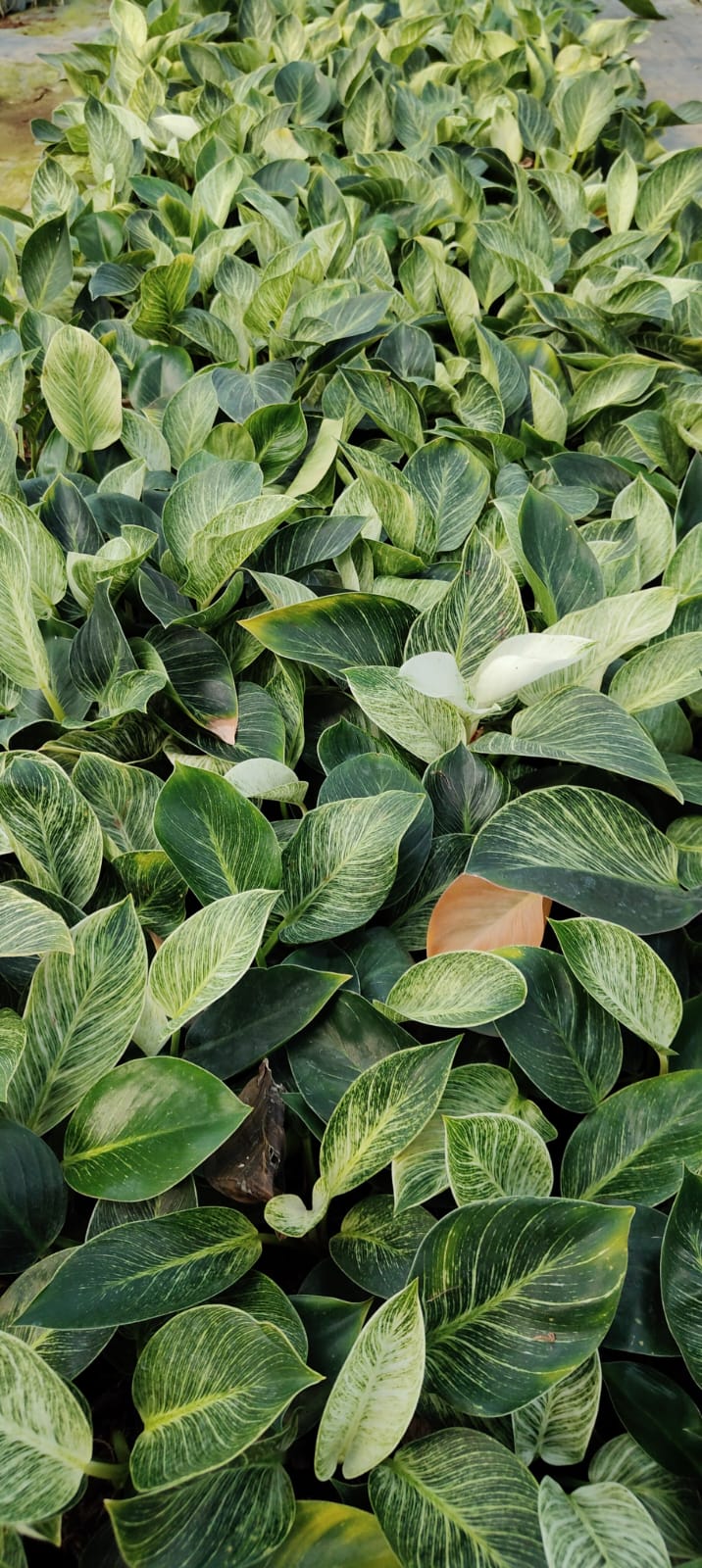 Philodendron Berkin | Plantaura Green